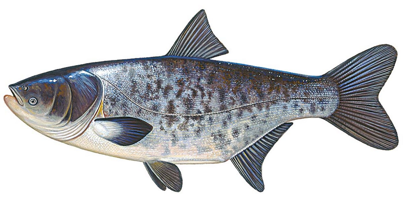 Hypophthalmichthys nobilis (Richardson, 1845)